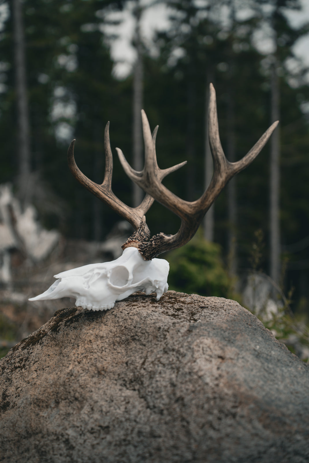 Buck Bracket