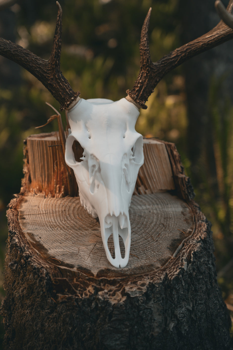 Shop All – Buck Bracket