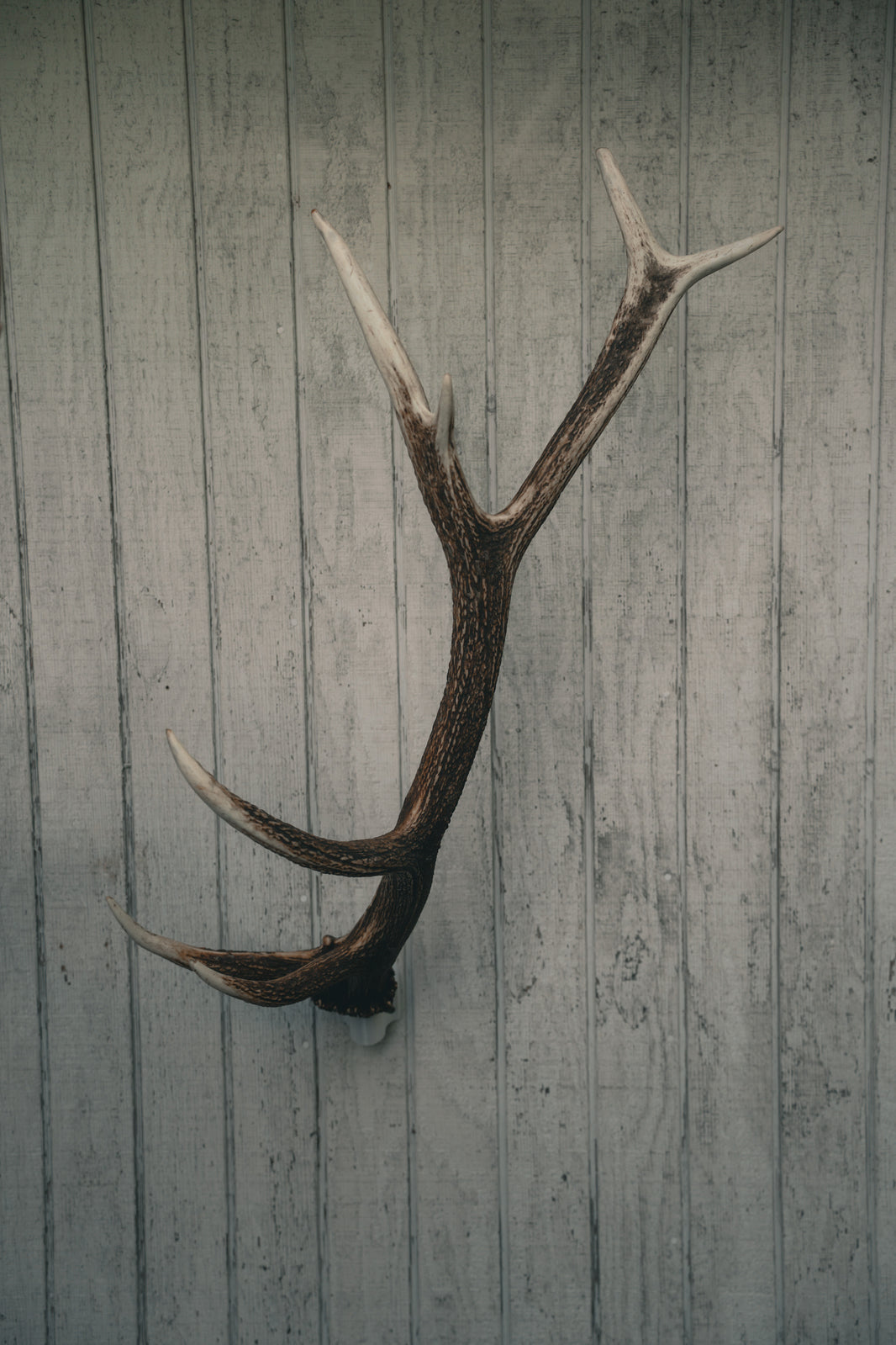 Shop All – Buck Bracket