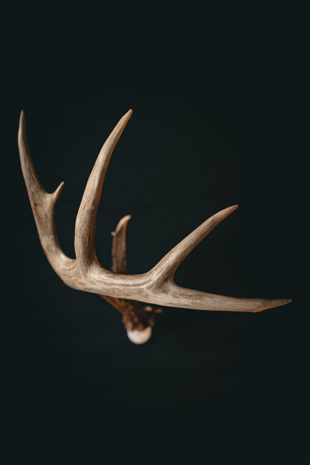 How to Mount Single Shed Antlers: Display Ideas for Deer and Elk – Buck Bracket